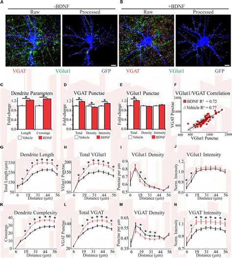 Brain Derived Neurotrophic Factor Alters The Spatial Distribution Of