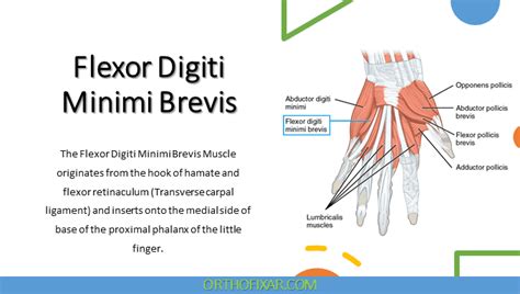 Opponens Pollicis Muscle Anatomy