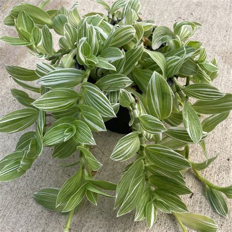 Tradescantia Sanna Inch Plant 45 Pot Little Prince Of Oregon