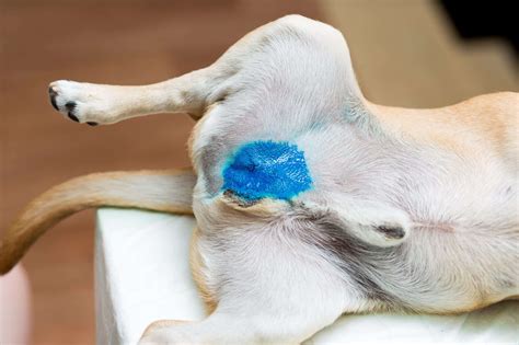 Cryptorchidism In Dogs Cryptorchid Is Your Dog One Fureverdogma