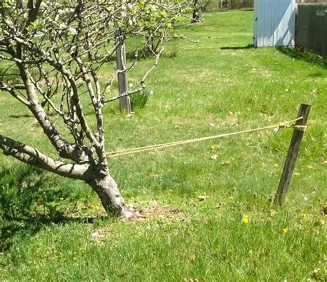 How To Plant An Apple Tree Everything You Need To Know Forestry Com