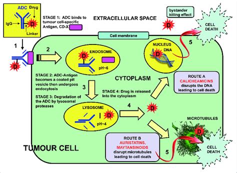Schematic Representation Of The Adc Antigen Internalization Process My Xxx Hot Girl
