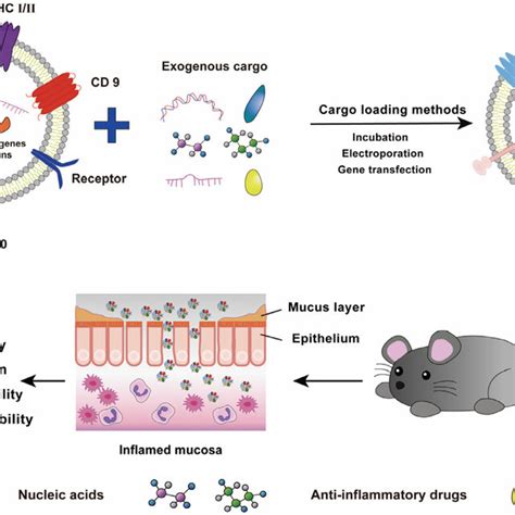 The Nucleic Acids Proteins Or Anti Proteins Were Loaded Into