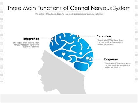 Three Main Functions Of Central Nervous System Powerpoint Slides Diagrams Themes For Ppt