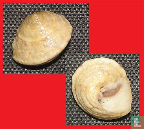 Trochomodulus Carchedonius Schelp Lastdodo