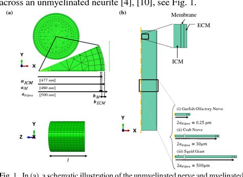 Pdf Electro Thermal Equivalent 3 D Finite Element Model Of A Single Neuron Semantic Scholar