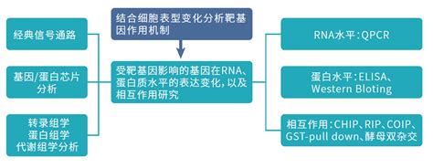 肿瘤基因功能研究锦囊 百趣生物 代谢组学 蛋白质组学 转录组测序 多组学联合分析