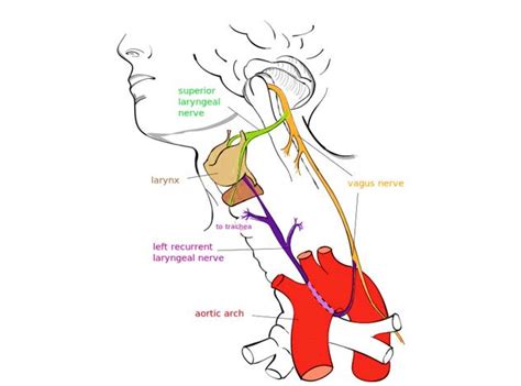 Why Do You Want To Cough When You Dig Your Ears H2s Media