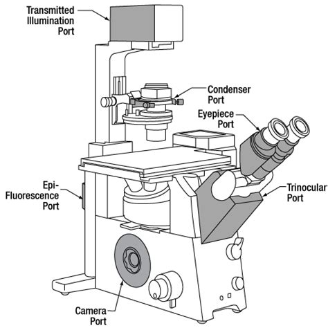 Olympus Microscope Diagram Olympus Oic Late 1940s Model G Microscope