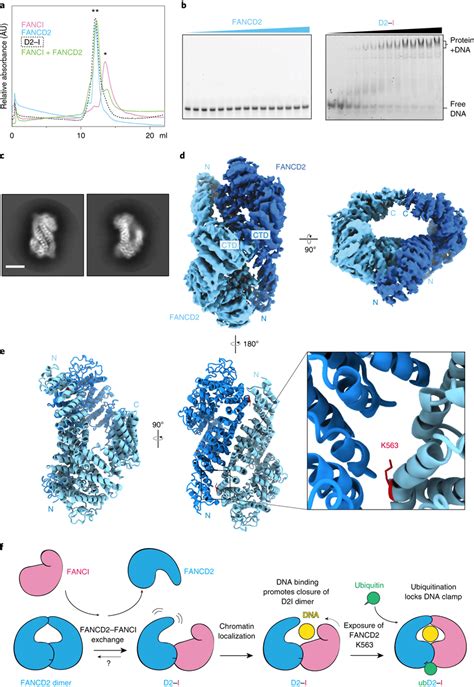 Fanci Forms A Monomer And Binds Dna Whereas Fancd2 Is Dimeric And Does Download Scientific