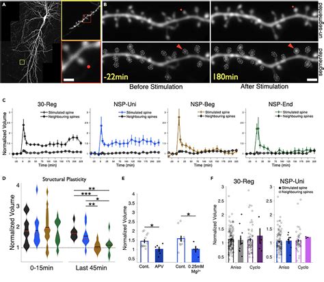 Figure 2 From The Temporal Pattern Of Synaptic Activation Determines