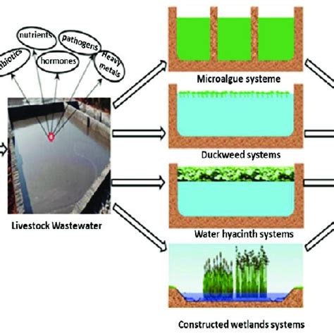 Diagram Of The Different Uses Of Phytoremediation Techniques 37
