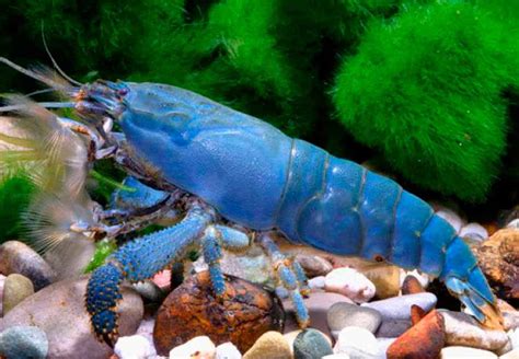 Vampire Shrimp Detailed Guide Care Diet And Breeding Shrimp And