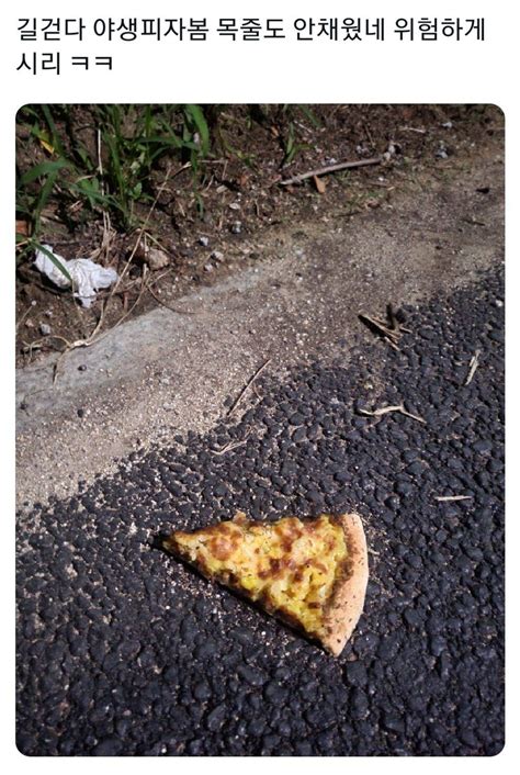 자꾸 교수님이 채찍피티 로 과제 하지말라고 하시는데 도대체 채찍피티가 뭔가요 인스티즈 Instiz 이슈 카테고리