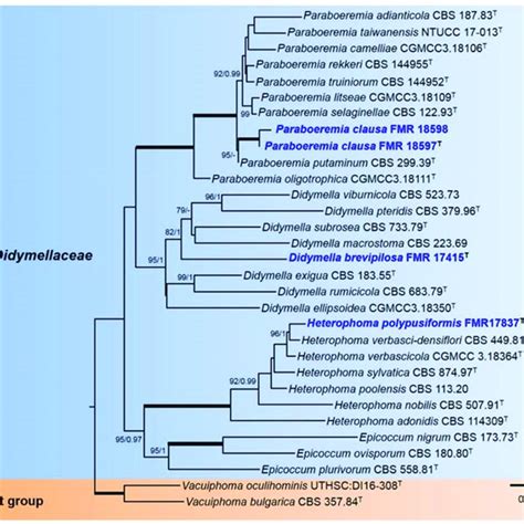 Phylogenetic Tree Inferred From A Maximum Likelihood Analysis Based On