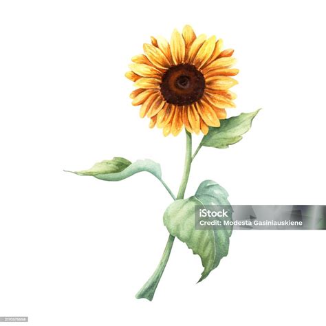 해바라기 대형 일년생 포브 식물 손으로 그린 식물 수채화 그림은 흰색 배경에 고립되어 있습니다 클립 아트 카드의 경우 메뉴 라벨 패키지 해바라기에 대한 스톡 벡터 아트 및