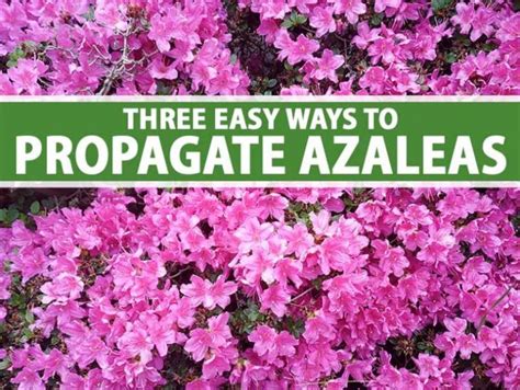 How To Propagate An Azalea Expert Tips For Success