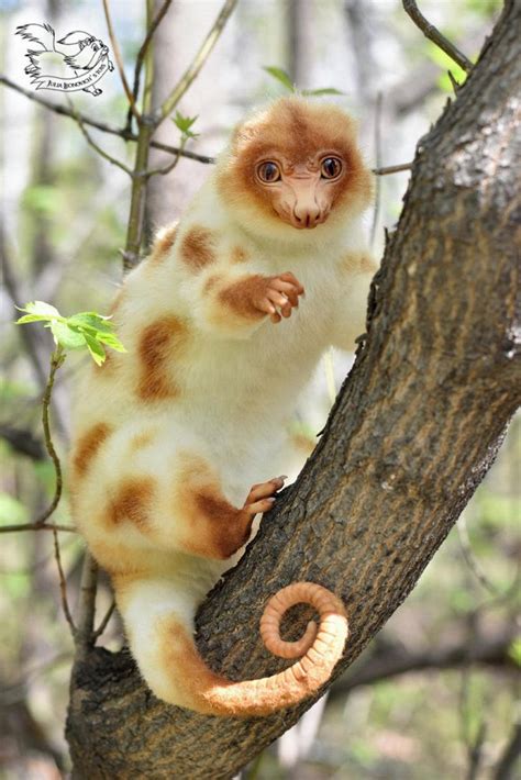 Common Spotted Cuscus By Yulia Leonovich Tedsby