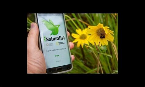 Citizen Science How To Use The Inaturalist App South Coast Herald