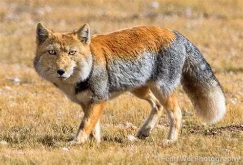 Tibetan Sand Fox Vulpes Ferrilata Endemic To The High Tibetan Plateau