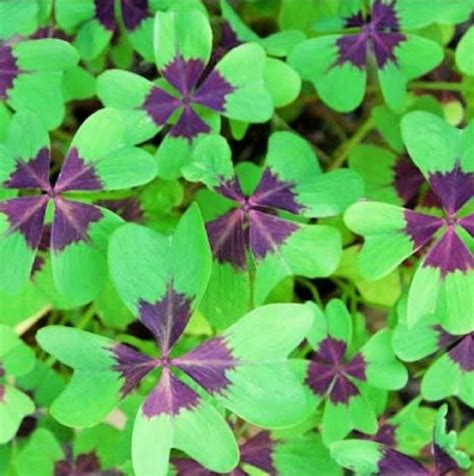 5 Oxalis Iron Cross Bulbs Good Luck Shamrock Gorgeous Green And Purple Clover Shaped Leaves