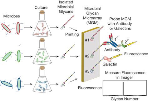 Microbial Glycan Microarray Assay Creative Proteomics