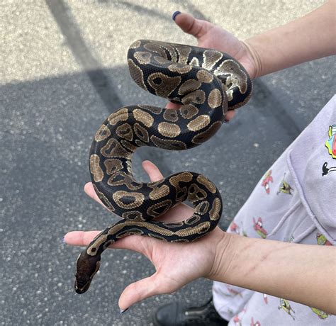 Adopted Python Regius Ball Python Normal Simon Age Na