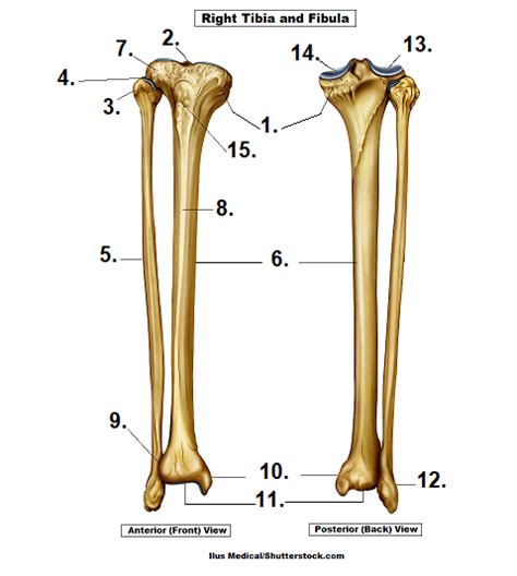Tibia And Fibula Bone Quiz For Anatomy