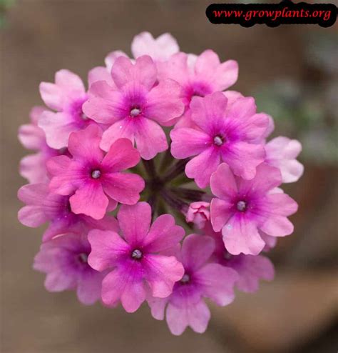 Rose Verbena How To Grow And Care