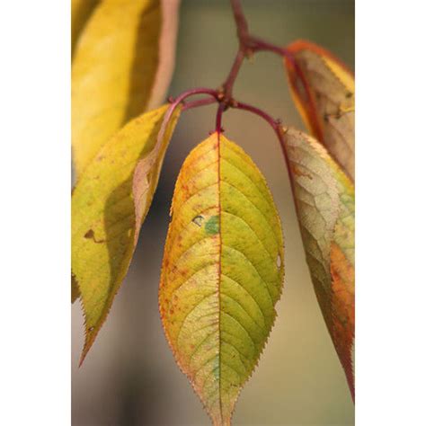 Prunus Accolade Majestic Trees