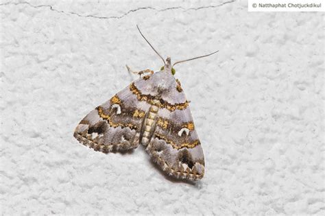 Sinarella Albeola · Inaturalist