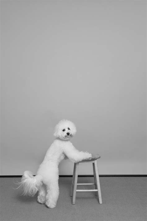 반려생활 애견동반 프라이빗 셀프스튜디오 대전 스튜디오33