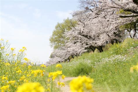 豊川市西桜木町佐奈川堤の桜 Fact staffblog