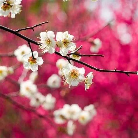 دانلود آهنگ بهار اومد گلها وا شد مارتیک