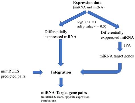 Genes Free Full Text Mintruls Prediction Of Mirnamrna Target Site