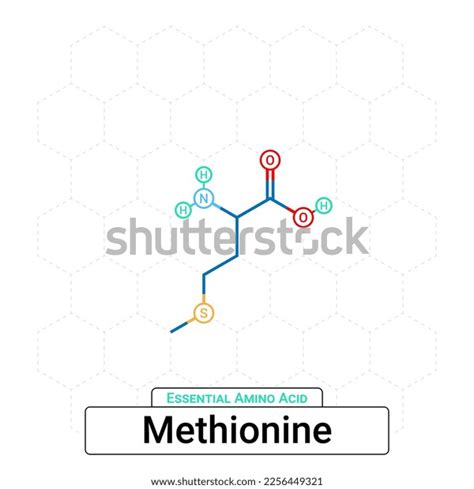 Methionine Chemical Structure Essential Amino Acid Stock Vector Royalty Free 2256449321