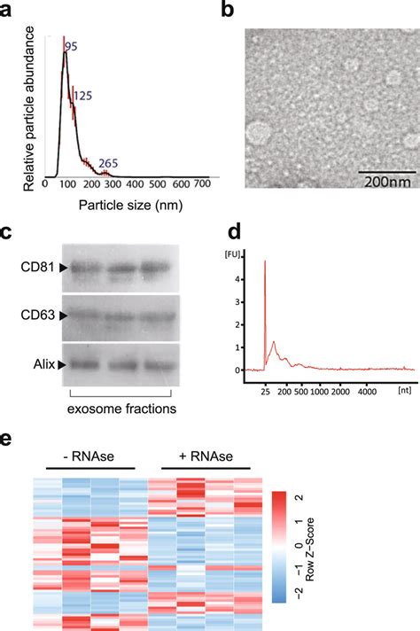 Identification And Characterization Of Serum Exosomes A Size