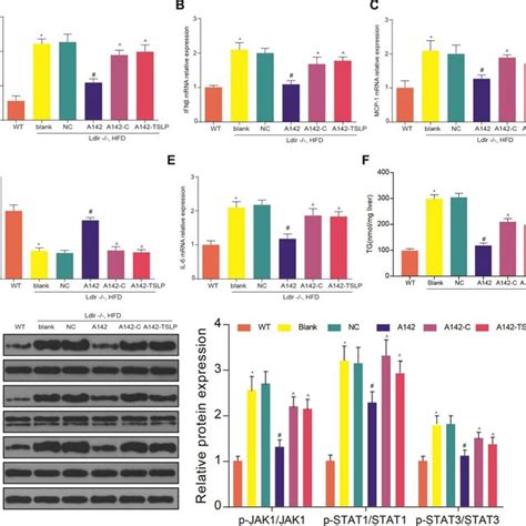 The Expression Of Inflammatory Factors And Jak Stat Signaling Pathway