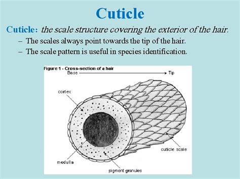 Hair Learning Objectives Recognize And Understand The Cuticle
