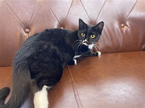 브리티쉬숏헤어분양 토이푸들분양 애완견분양 폼피츠분양 유기묘무료분양 말티푸분양 강남고양이분양 말티즈분양 시도 책임분양 강아지배변훈련 도그마루 홈스쿨 강아지훈련소 강아지