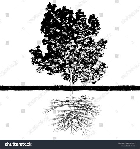 Tree Root System Cg Illustration Sketch Stock Illustration Shutterstock