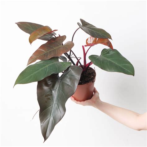 Philodendron Dark Lord Plants