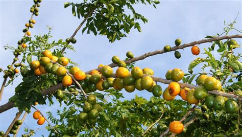 Temporada De Ciruelas En Sinaloa ¿conoces Los Beneficios De Este