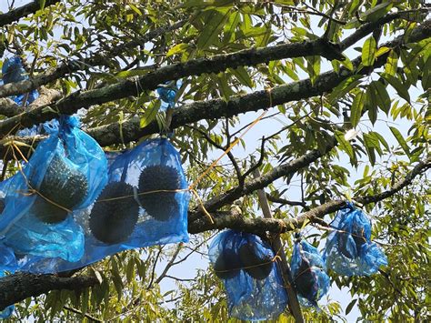 ทุเรียนแปลงใหญ่ ปราจีนบุรี ปลอดภัยไร้สารซีเซียม 137 รสชาติอร่อย มีเท่าไรขายเกลี้ยงไม่พอต่อความ