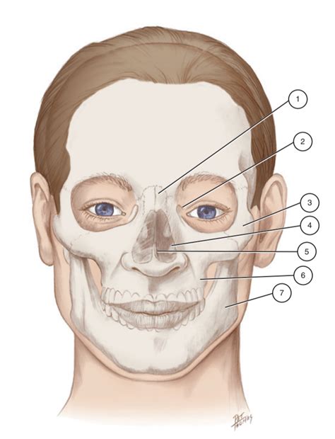 Ch3 Facial Bones Diagram Quizlet