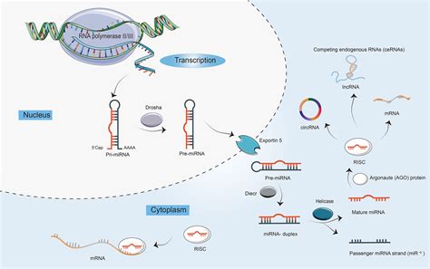 Frontiers Non Coding RNAs In Colorectal Cancer Their Functions And