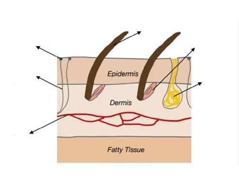 Igcse Skin Diagram Label — Printable Worksheet