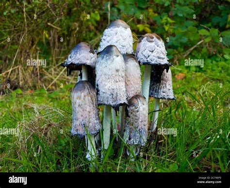 Coprinopsis Atramentaria Commonly Known As The Common Ink Cap Or Inky Cap Mushroom Growing On A