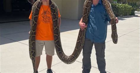 Naples Man Captures 19 Foot Burmese Python In Big Cypress Confirmed As A World Record Wlrn