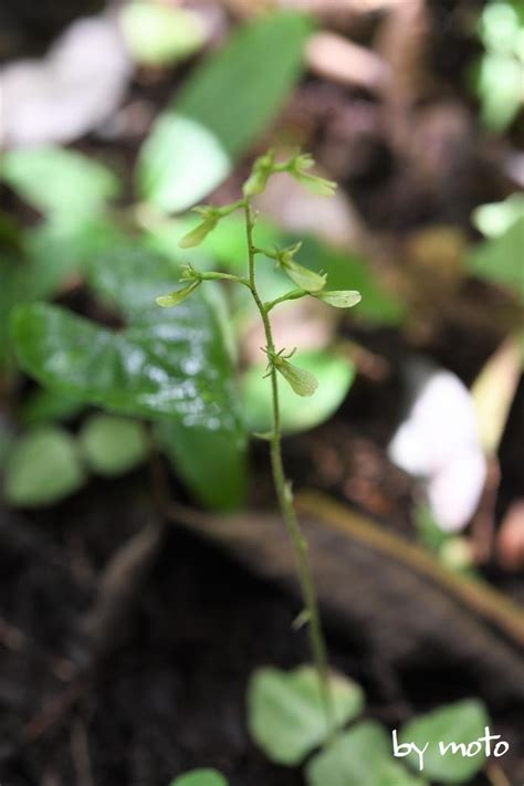 アオフタバラン緑の小人 野山の花たち
